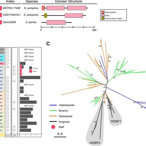 Domain Structures Of Pif And Pif Like Proteins Download Scientific Diagram