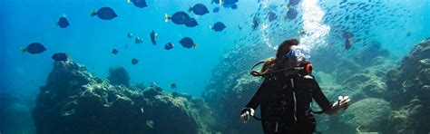 Sealion Dive Center Explore T He Wonders Of The Sea Of Cortez