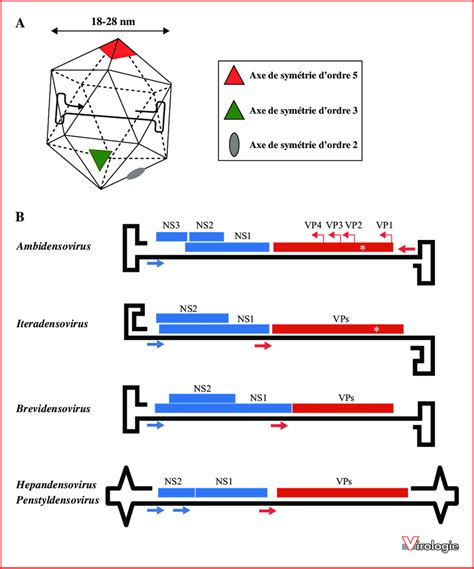 Structure Et Organisation Génomique Des Densovirinae A Les Densovirus