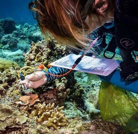 Biorock Coral Reef Restoration Volunteer In Indonesia 2025