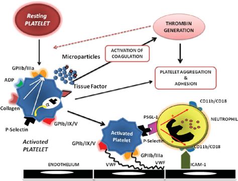Platelet Abnormalities In Mpn Patients Platelet Qualitative