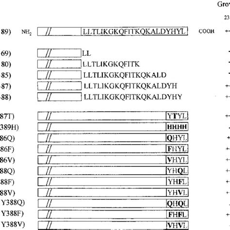 Truncations And Site Directed Mutations Of The Carboxyl Terminus Of
