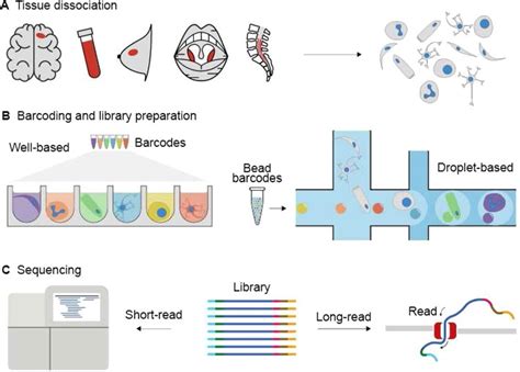 The Experimental Workflow Of Sc Seq A The Workflow Starts With The Download Scientific