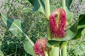 Maize Wikipedia