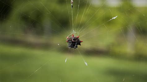 spiked spider creepy tim hanewich flickr