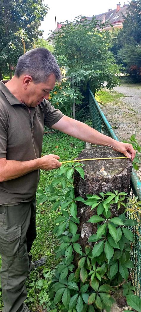 Біля Закарпатської ОВА вирубали дерев на 3 млн гривен Новини Ужгорода Дніпро Оперативний