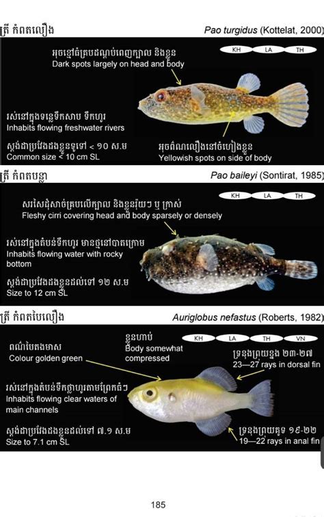 Puffer Fish Breeding Fish Breeding Aquarium Co Op Forum