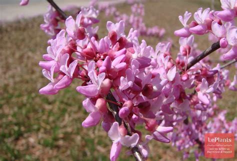 Церцис канадский (Cercis canadensis) — описание, выращивание, фото | на ...