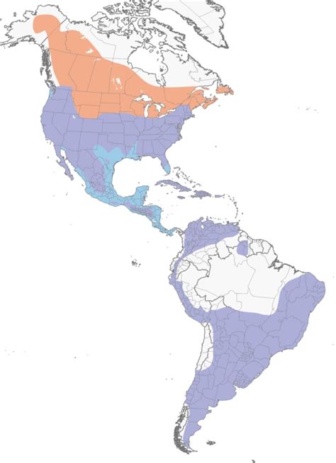 American Kestrel Shadetreeimaging