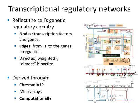 ppt biological networks analysis introduction and dijkstra s algorithm powerpoint presentation