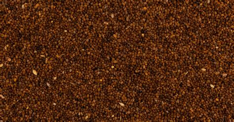 Cuscuta Seed Cuscuta Chinensis Top Quality Herbs And Tinctures