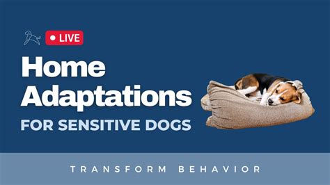 Home Adaptations For Sensitive Dogs Youtube