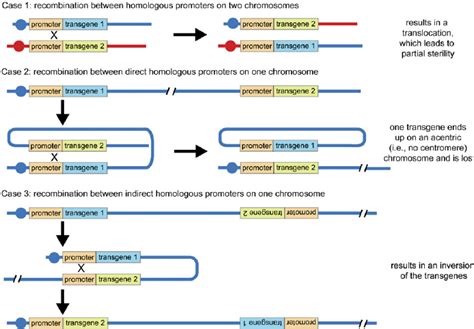 Recombination Between Homologous Dna Sequences Has Been Proposed As A
