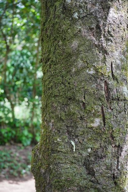 Premium Photo Large Tree Texture With Moss