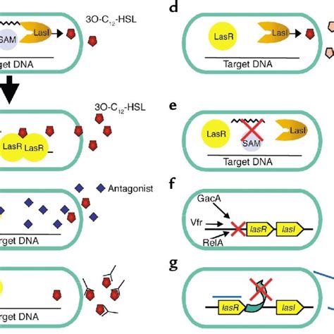 Pdf Pseudomonas Aeruginosa Quorum Sensing As A Potential Antimicrobial Target