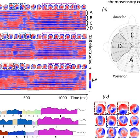 Identification Of Scalp Predominant Topography In The Mechanosensory Download Scientific