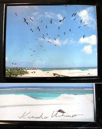 School Of Iwa Great Frigate Birds Hawaii Color Photgraph Signed By