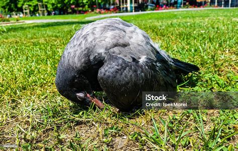 토양에 누워 있는 어린 까마귀 갈까마귀에 대한 스톡 사진 및 기타 이미지 갈까마귀 검은색 공원 Istock