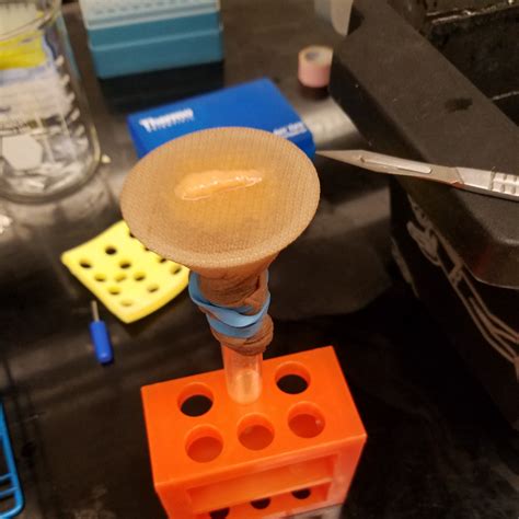 Sea Cucumber Sperm Extraction From Gonads