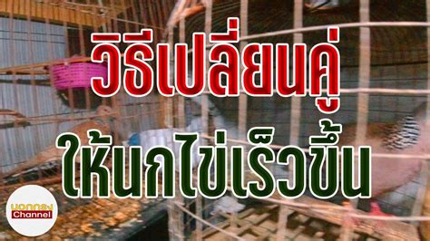 เปลี่ยนคู่นกเขาใหญ่ เปลี่ยนคู่นกแบบไหนให้ไข่เร็วขึ้น Youtube