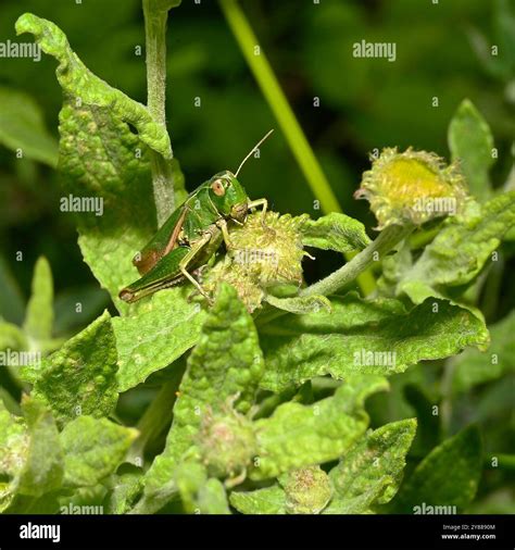 A Female Common Green Grasshopper Common Grasshopper Omocestus