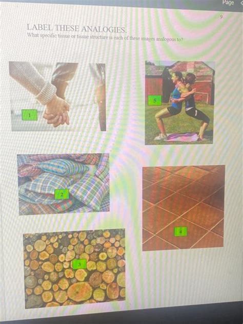 Solved Page Label These Analogies What Specific Tissue Or