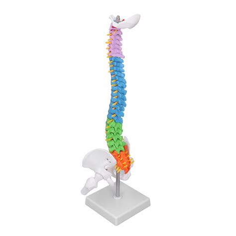 Buy Human Spine Model Cm Colour Coded Miniature Model Spine Model With Thigh Spinal Nerves