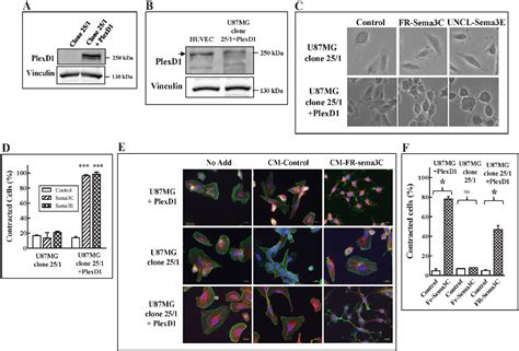 Figure 4 From Complexes Of Plexin A4 And Plexin D1 Convey Semaphorin 3c Signals To Induce