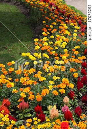 マリーゴールドケイトウの花壇の写真素材 17076292 PIXTA