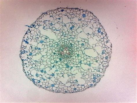 Buttercup Root Prepared Microscope Slide
