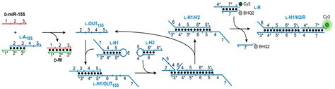 L Dna Based Catalytic Hairpin Assembly Circuit