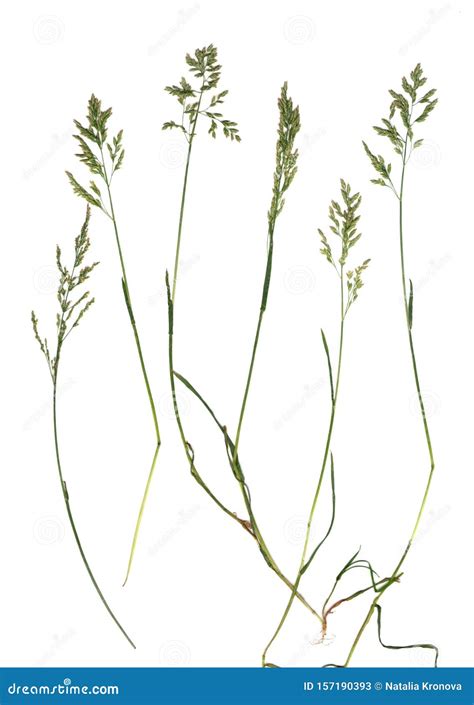 Green Grass Spikelet And Leaves Isolated On White Close Up Stock