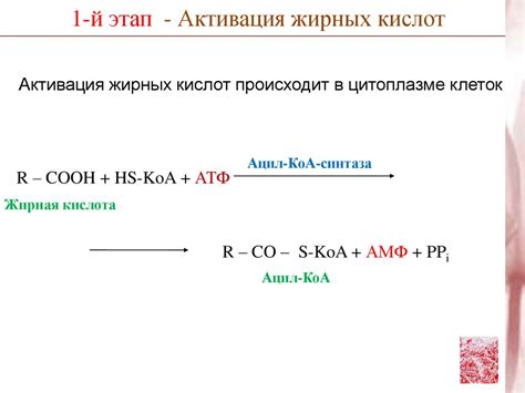 Обмен липидов β окисление жирных кислот презентация онлайн
