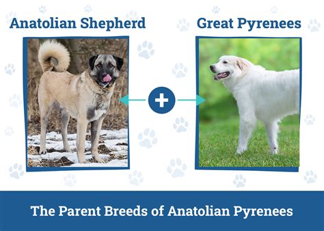 Anatolian Pyrenees Dog Breed Info Pictures Temperament And Traits Dogster