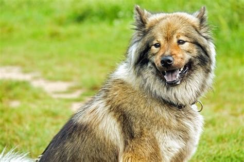 Free Picture Cute Canine Grass Dog Portrait Animal Pet Puppy