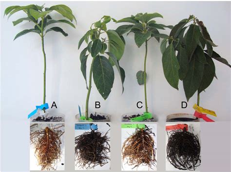 Phytophthora Root Rot