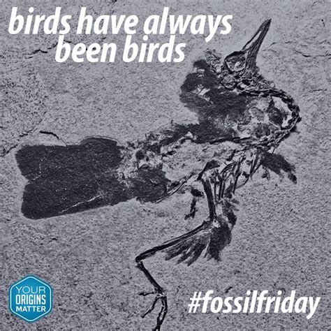 Fossils Show Stasis And No Transitional Forms The Institute For Creation Research In 2024