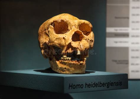 Skull Of Ancient Man Heidelbergiensis In The Natural History Museum