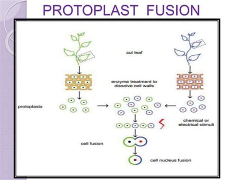 Protoplast Isolationculture And Fusion Pptx Biological Sciences
