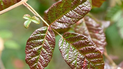 Most Common Poisonous Plants Most Common Plants That Are Poisonous To