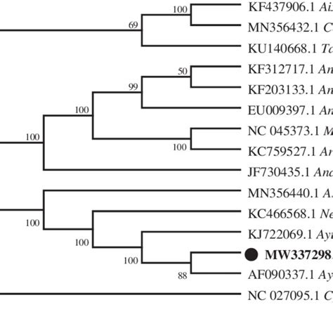Phylogenetic Tree Generated Using The Maximum Likelihood Method Based