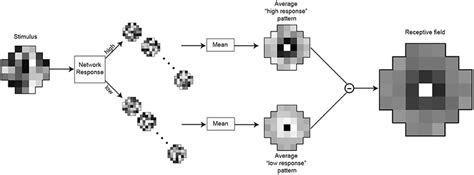 Determination Of The Integrating Neurons Receptive Field After