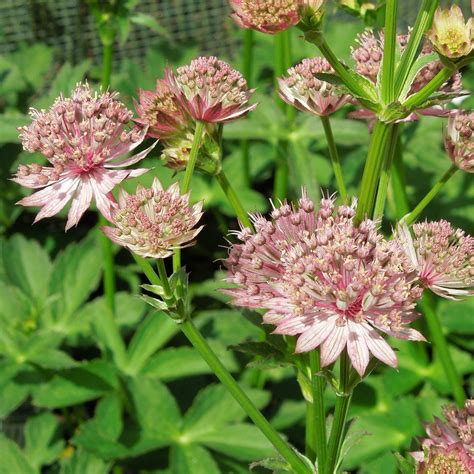 Астранция Венеция (71 фото) - фото - картинки и рисунки: скачать бесплатно