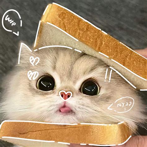 Gambar Aesthetic Lucu