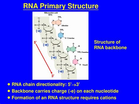 Ppt Introduction To The Rna Folding Problems Powerpoint Presentation
