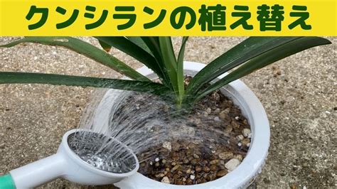 クンシランの植え替え始めました クンシランの植え替え時期は56月が適期です YouTube
