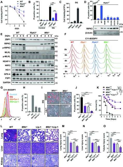 Sensing Of Mitochondrial Dna By Zbp1 Promotes Ripk3 Mediated Necroptosis And Ferroptosis In