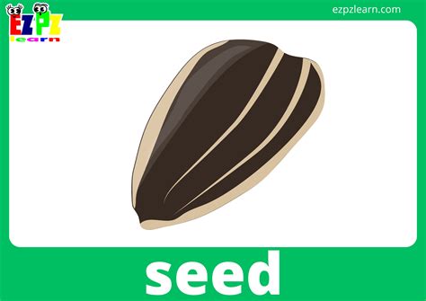 Plants Flashcards Free Pdf Printable Download Part Of A Plant Things Plants Need Vocabulary