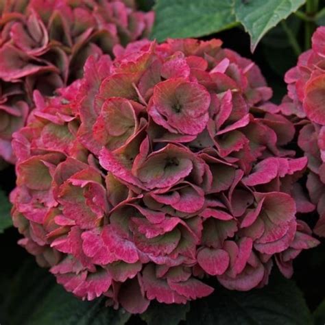 Hydrangea Macrophylla Red Baron Ortensia