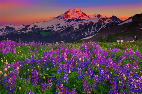 Wildflowers Images Free At John Mellon Blog